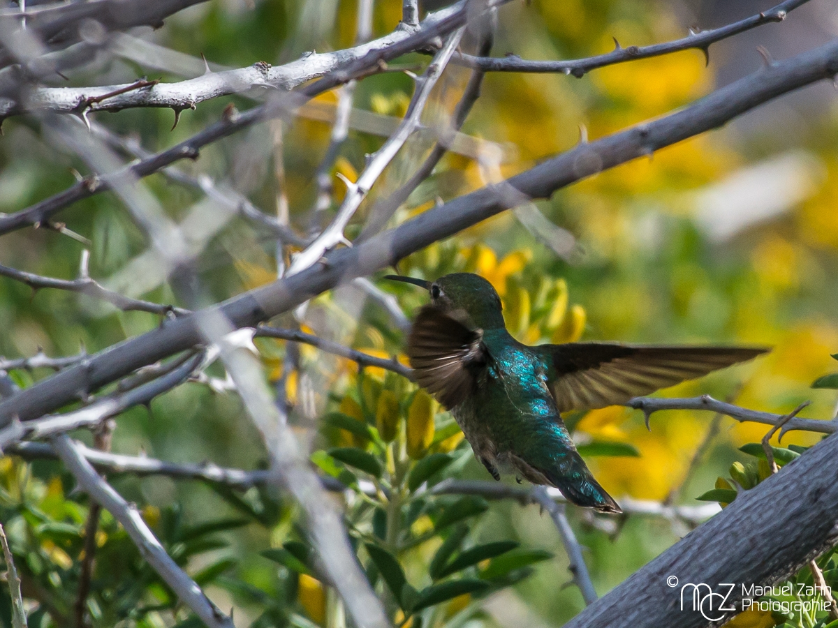Joshua Tree - Manuel Zahn - Photographia Naturae