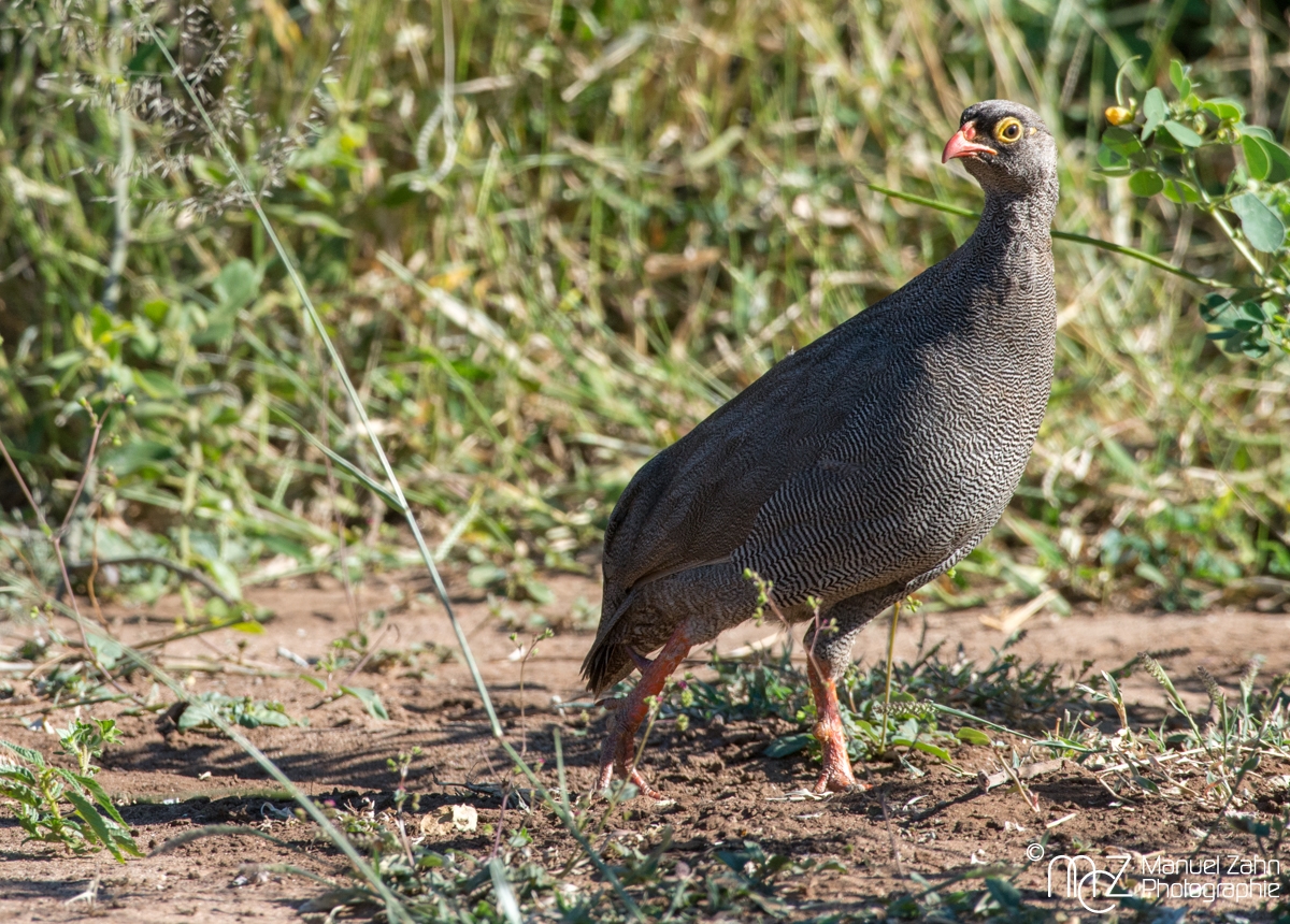 Vögel - Manuel Zahn - Photographia Naturae